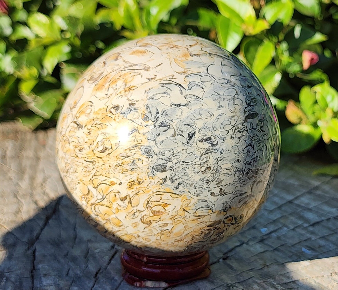 1.10lbs Pelecypod Fossils Aka Dinosaur Gembone Sphere A - Etsy