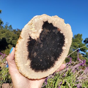 Indonesian Petrified Palm Root Agate Slice Polished Slab | A Grade ...
