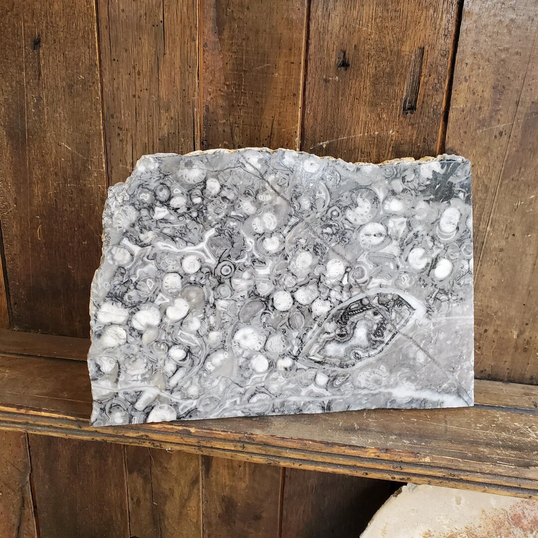 4lbs+ Rare Crinoid Marine Fossils Polished XL Display Slab 1980 Grams ...