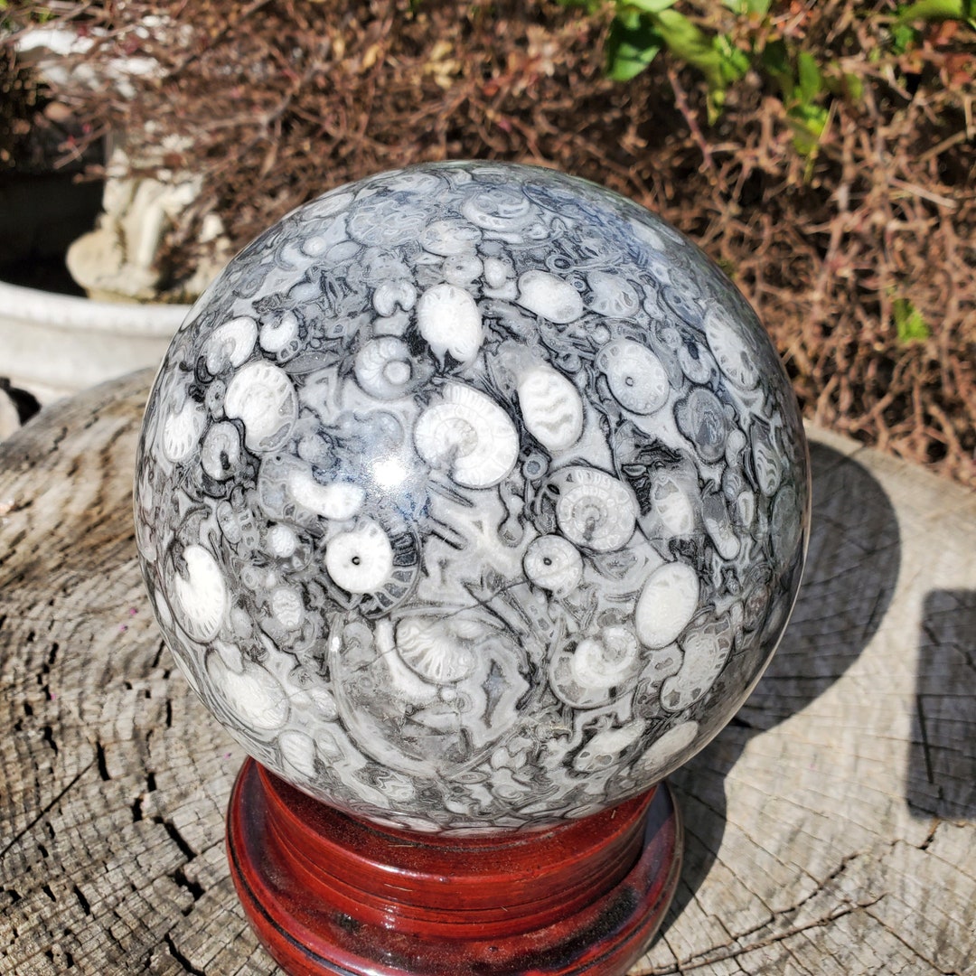 13lbs Crinoid Fossils Crystal Sphere 5940 Grams 13lbs 2oz 162 Mm - Etsy