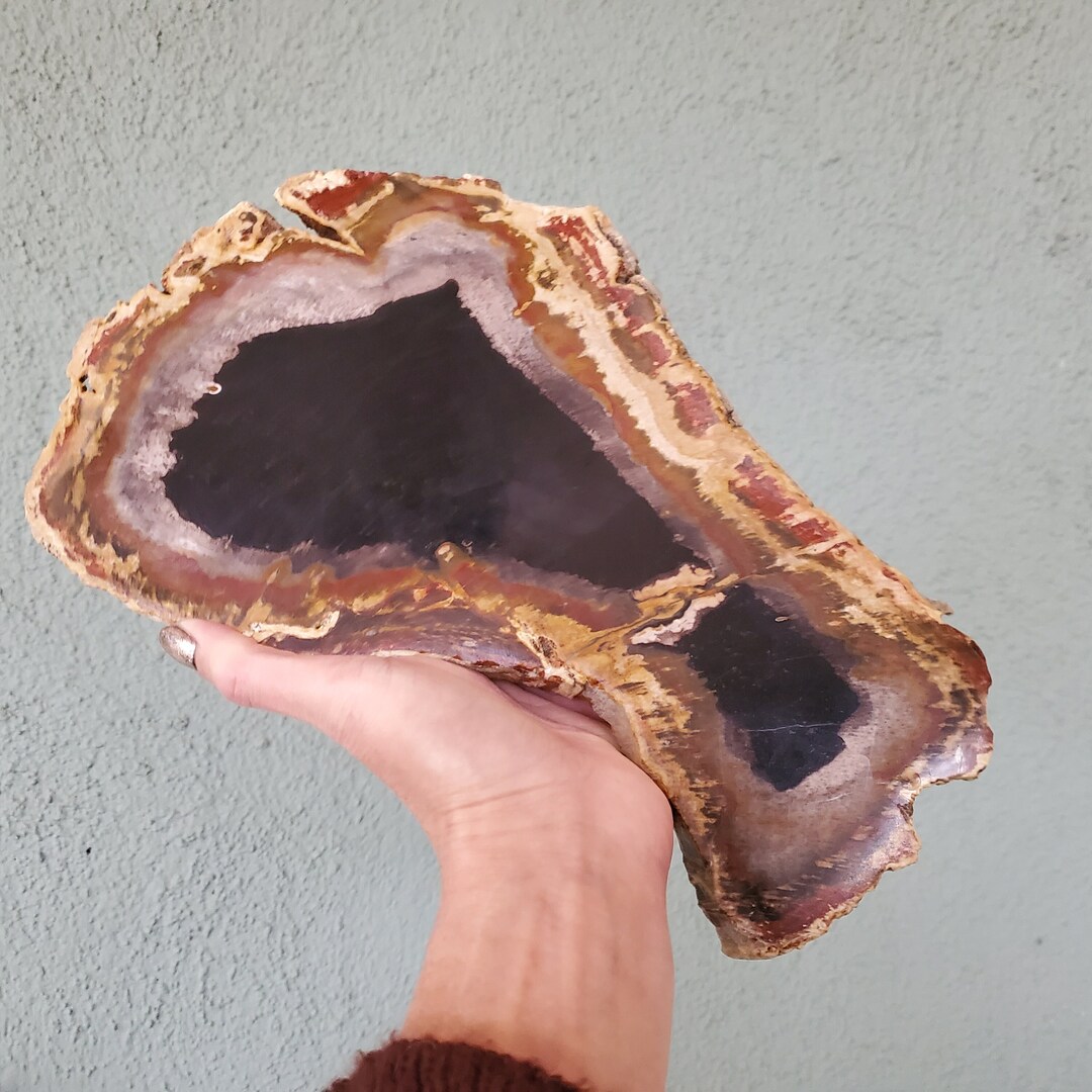 Large Petrified Palm Root Wood Agatized Slab Crystal Slice Display ...