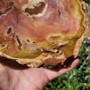 Petrified Wood Bowl Pink Peach Rustic Decor Trinket Dish 1050 Grams ...