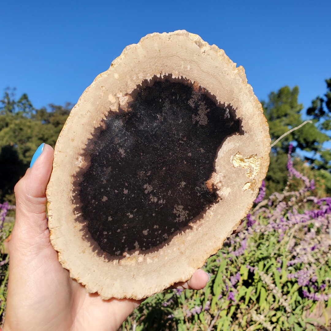 Indonesian Petrified Palm Root Agate Slice Polished Slab | A Grade ...