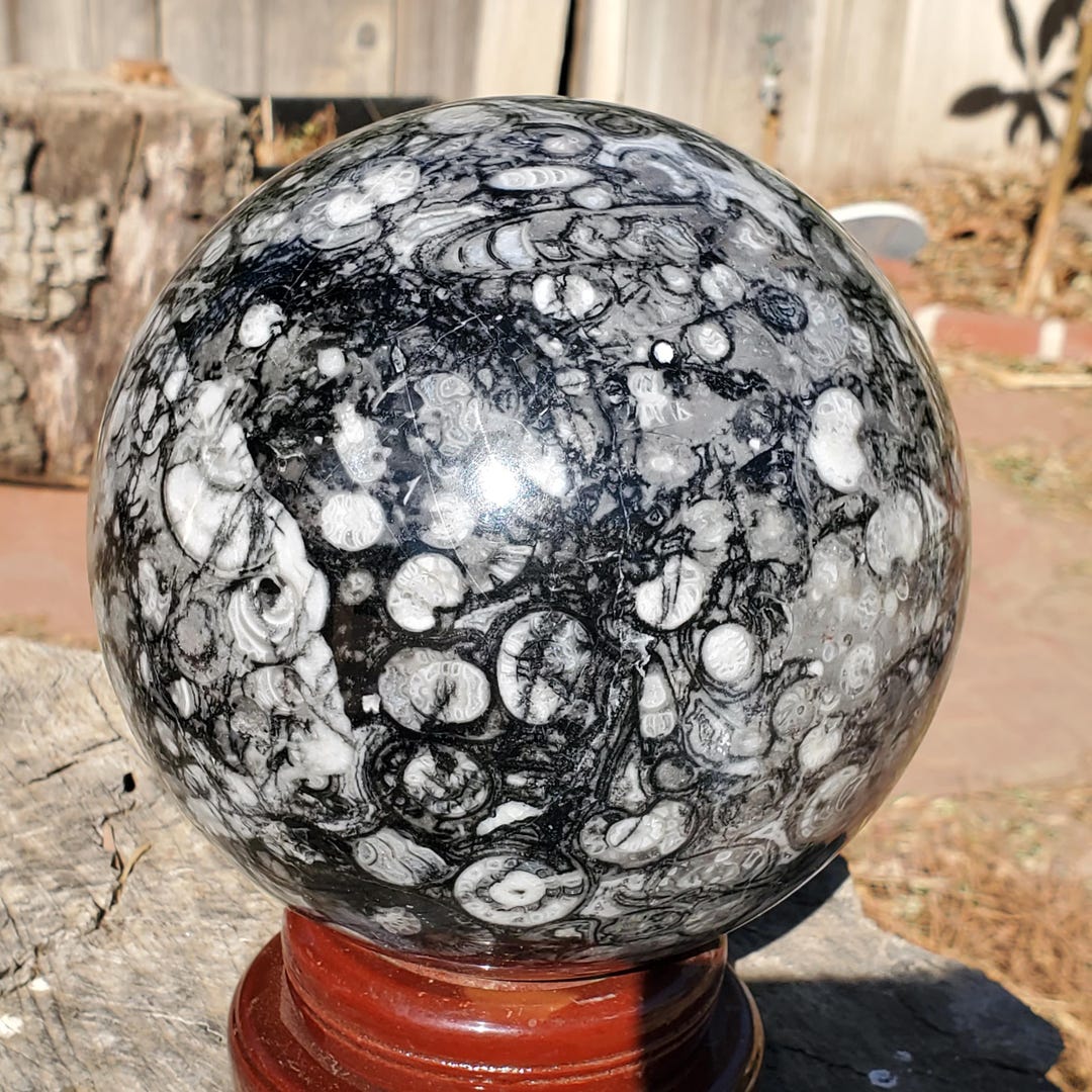 15lbs Crinoid Fossils Crystal Sphere Black White 6980 Grams 15lbs 6oz ...