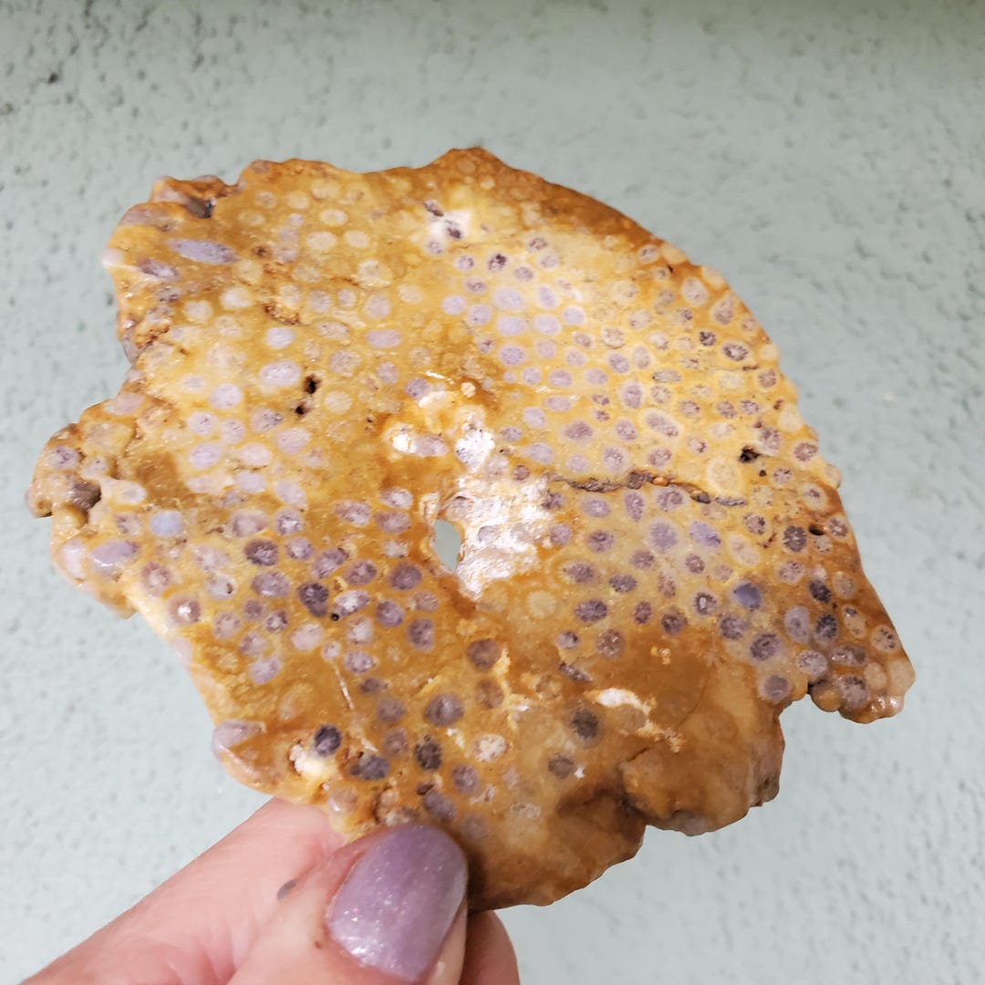 Fossilized Coral Crystal Display Slab Tile Statement Piece 184 Grams - Etsy