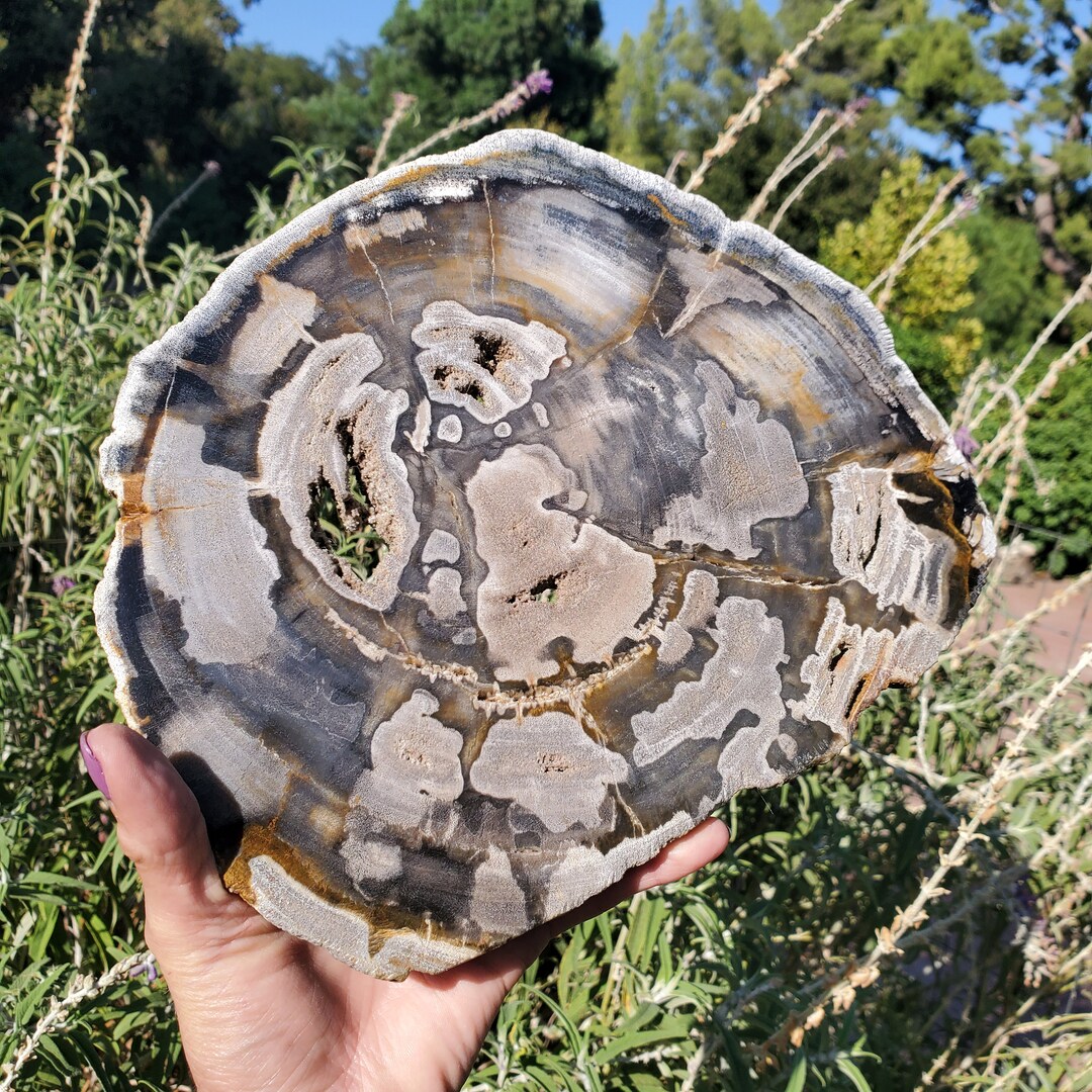 Petrified Wood Slab Slice Display Décor Cheese Platter Coaster 1290 ...