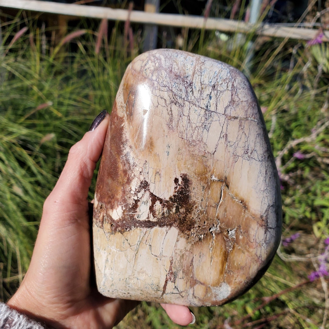 Dinosaur Dino Gembone Agatized Jasper Freeform Standing Hand Picked A ...
