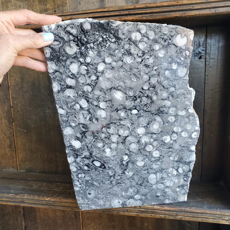 5lbs+ Crinoid Marine Fossil Slab Polished XL Rare Specimen Display 2570 ...