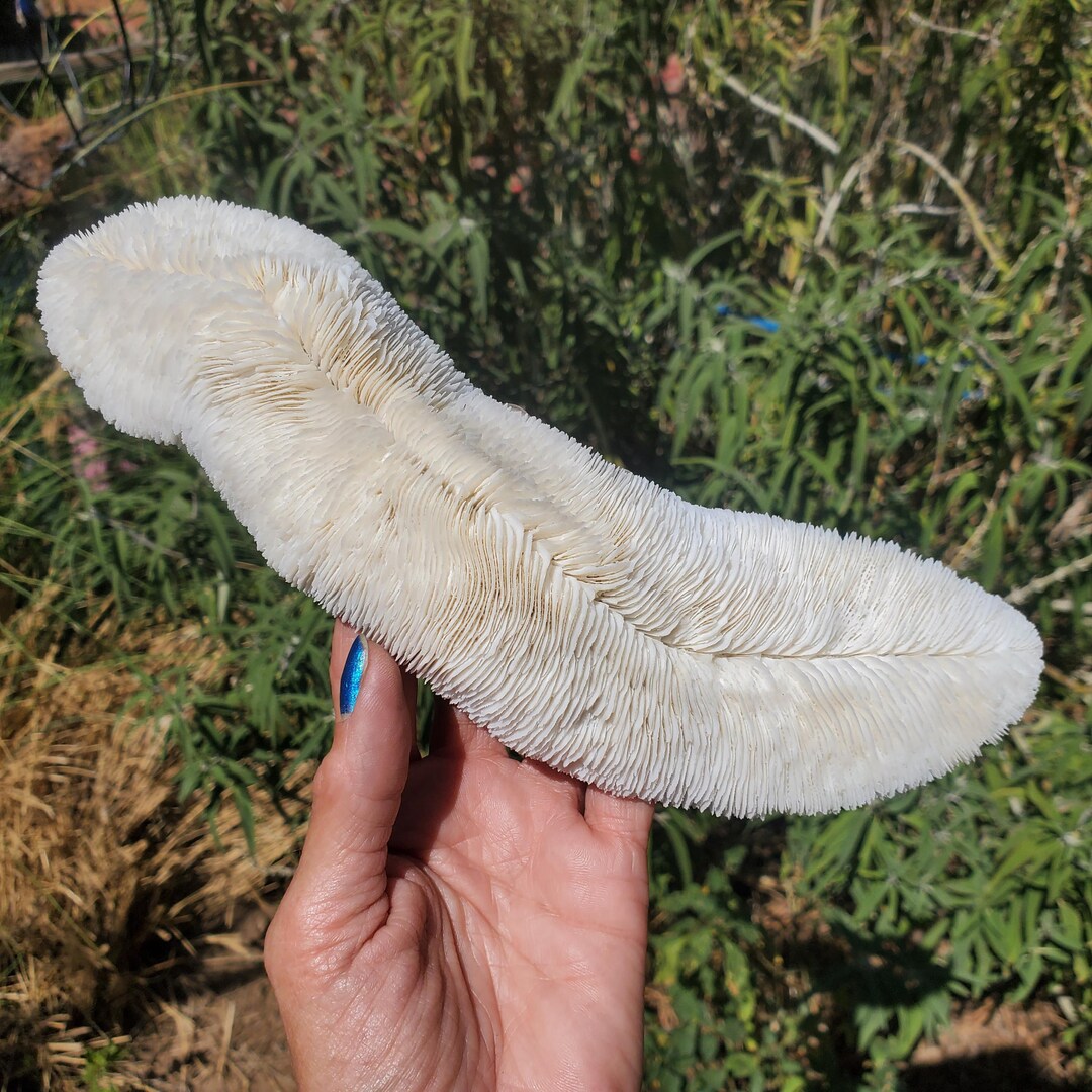 Angel Wing Long Coral Fossil Specimen | A Grade Specimen | 316 Grams L ...