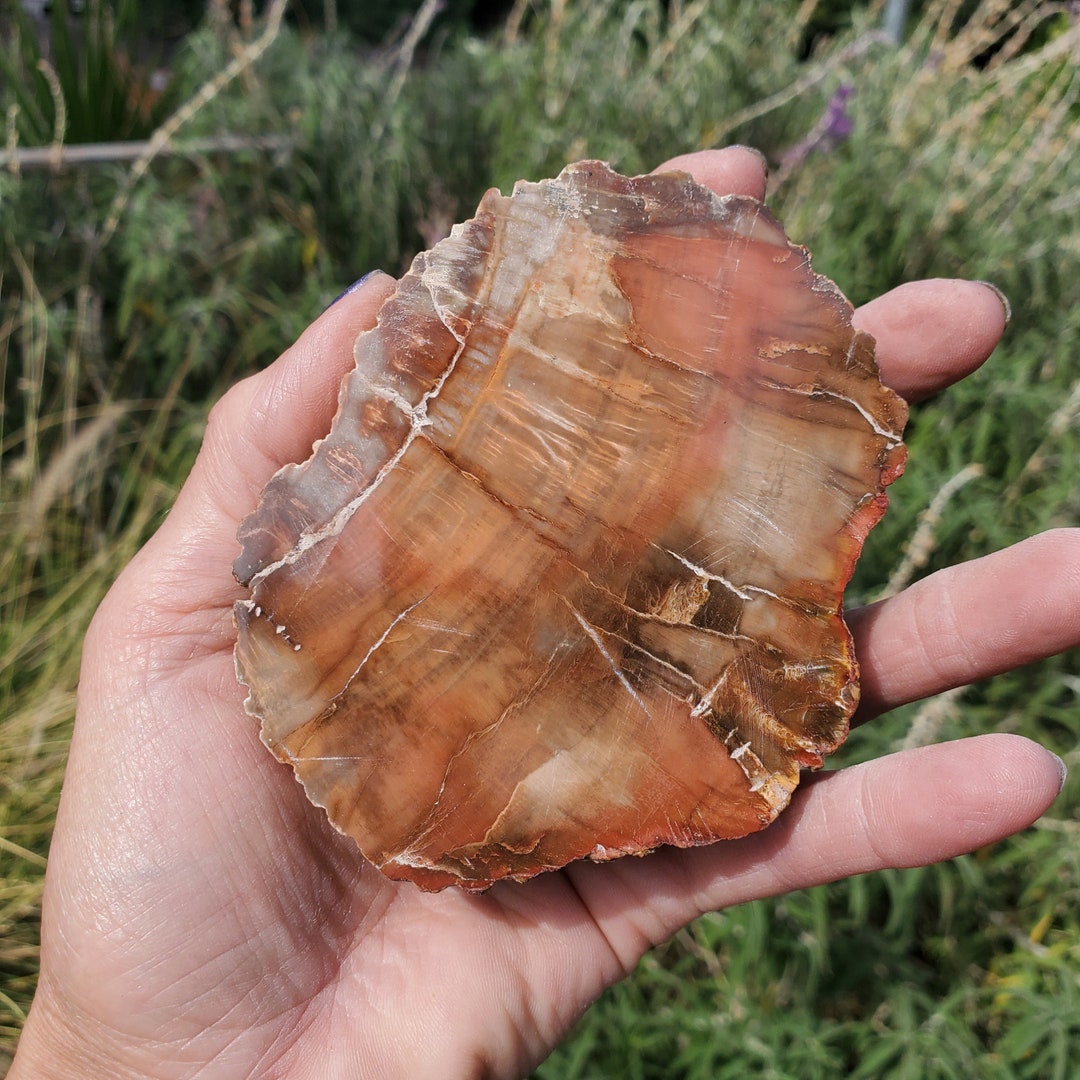Petrified Wood Slab Slice Display Décor Coaster | 298 Grams - Etsy
