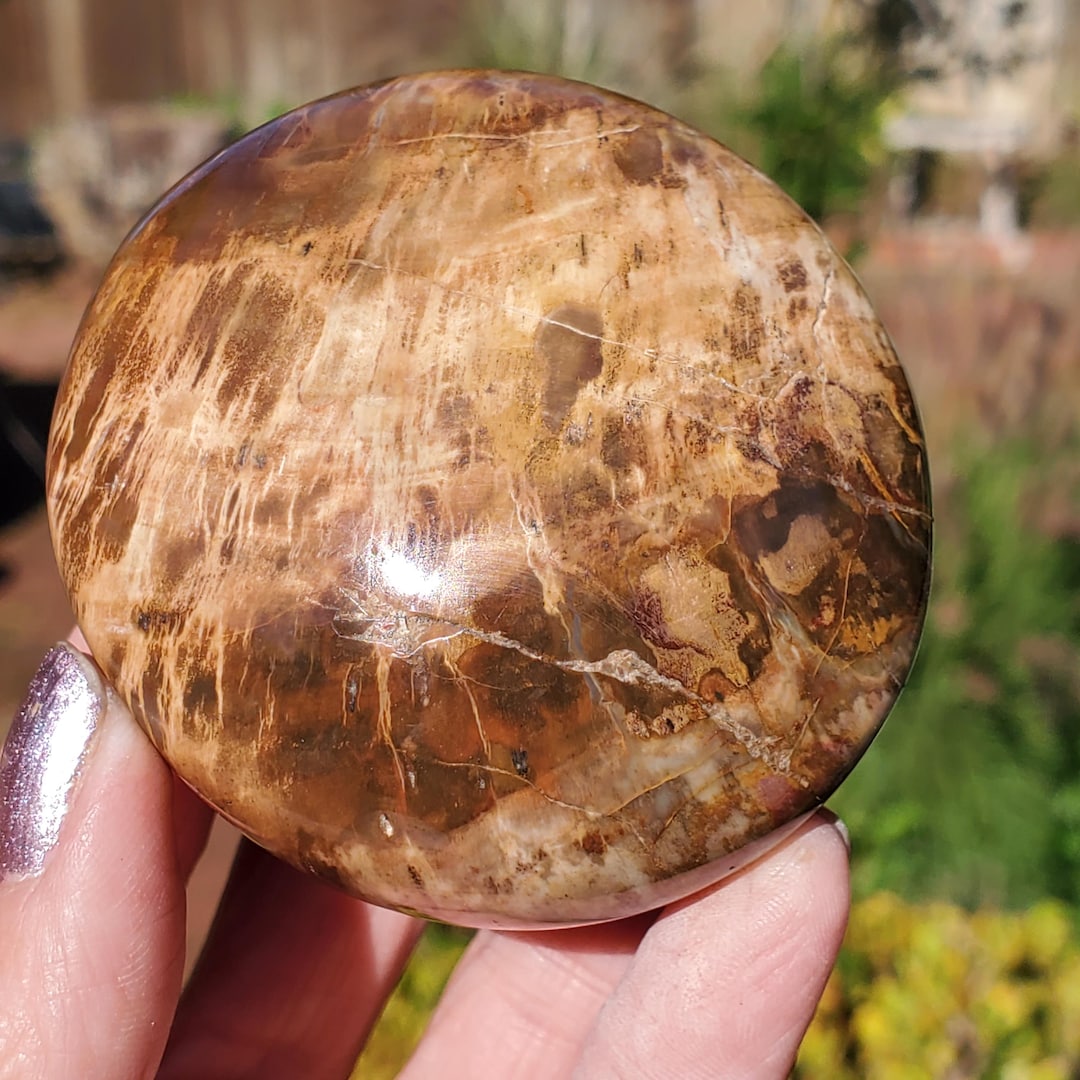 Petrified Wood Palmstone With Patterns Healing Crystal | 127 Grams - Etsy