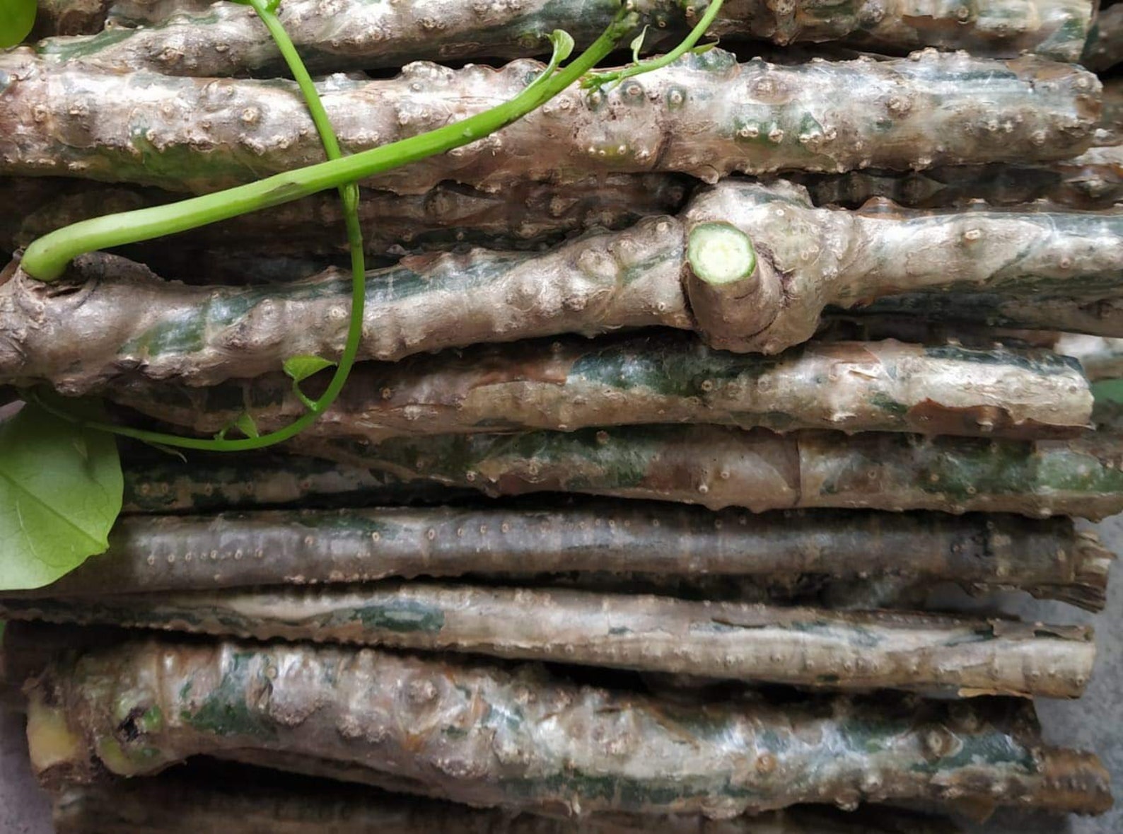 Fresh Giloye/giloy Plant/neem Tree Guruch Fresh Stems - Etsy