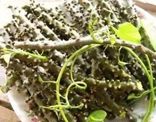 Fresh Giloye/giloy Plant/neem Tree Guruch Fresh Stems - Etsy