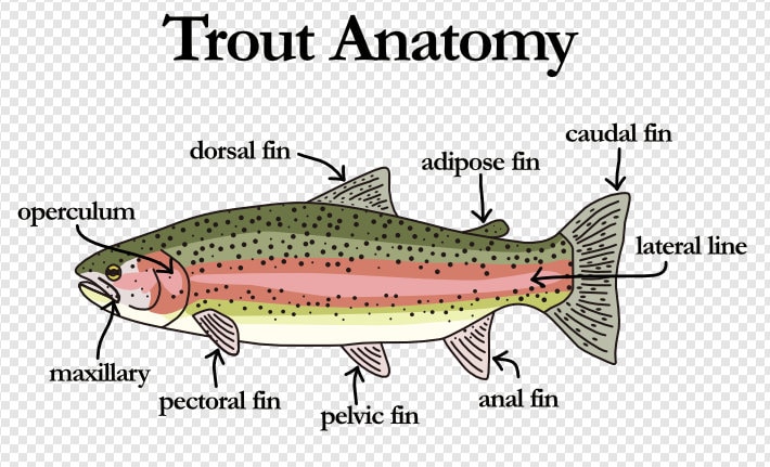 Trout Anatomy Rainbow Trout Digital Download - Etsy
