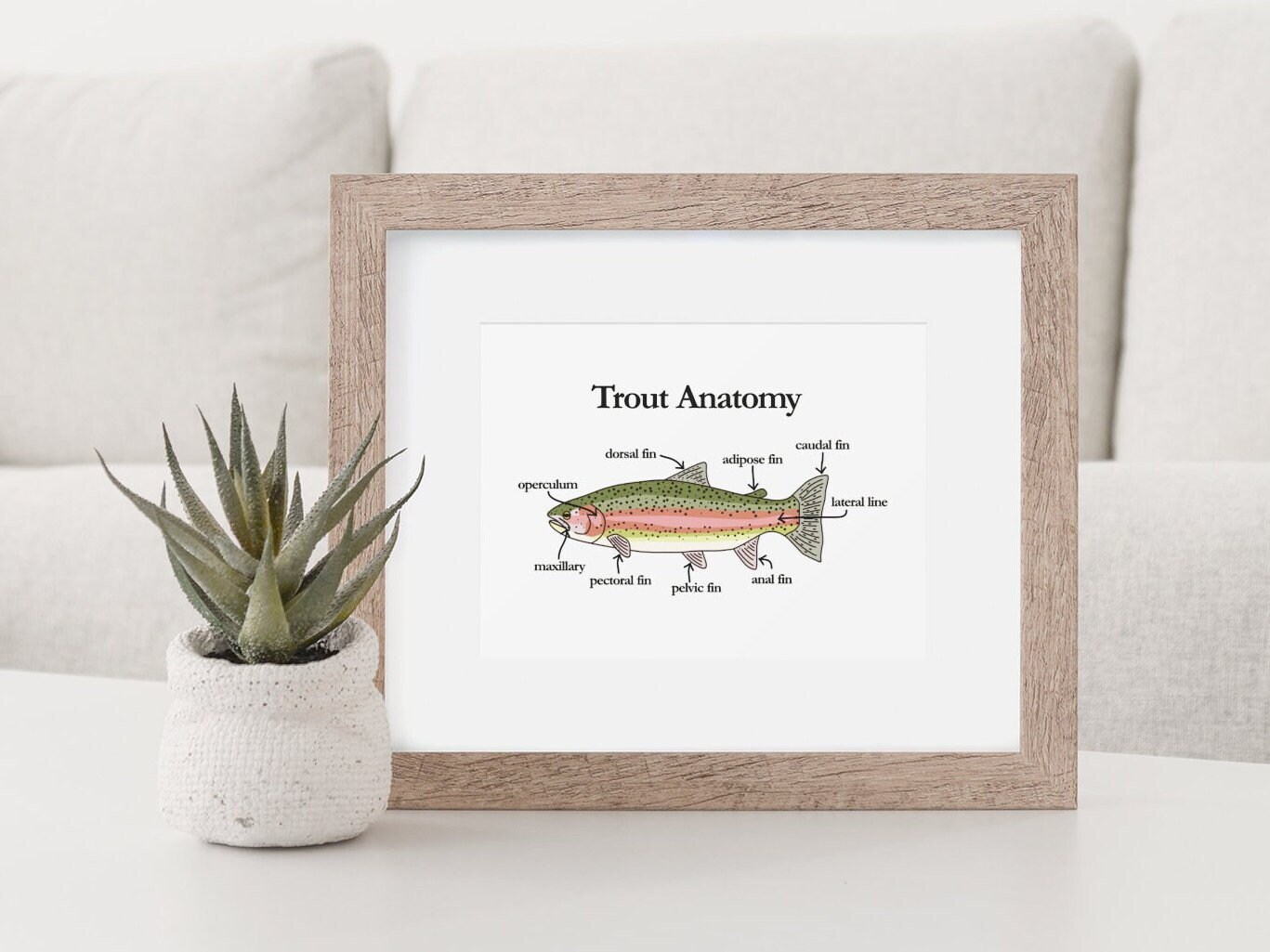 Trout Anatomy Rainbow Trout Digital Download - Etsy
