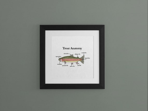 Brook Trout Body Parts Diagram