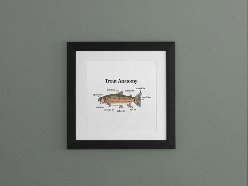 Trout Anatomy Rainbow Trout Digital Download - Etsy