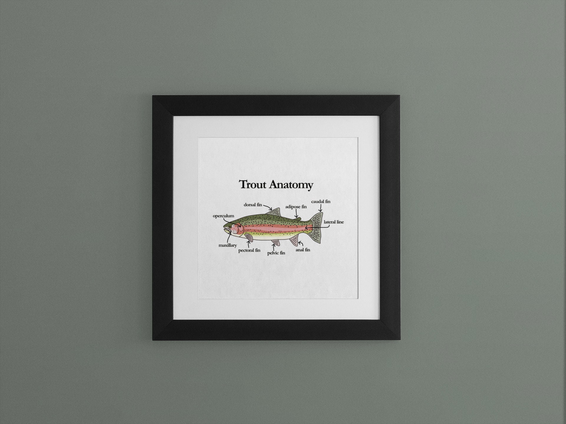 Trout Anatomy Rainbow Trout Digital Download - Etsy
