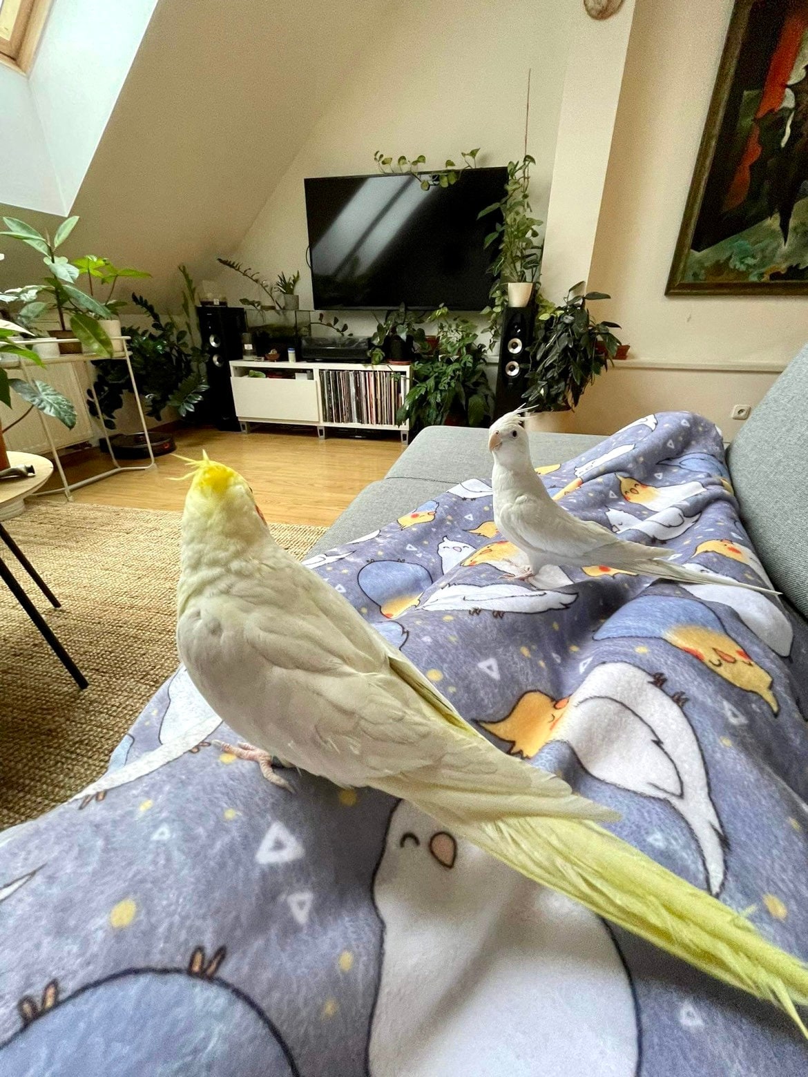 Cute Cockatiel Blanket Parrot Bedding Bird Blanket Kawaii - Etsy