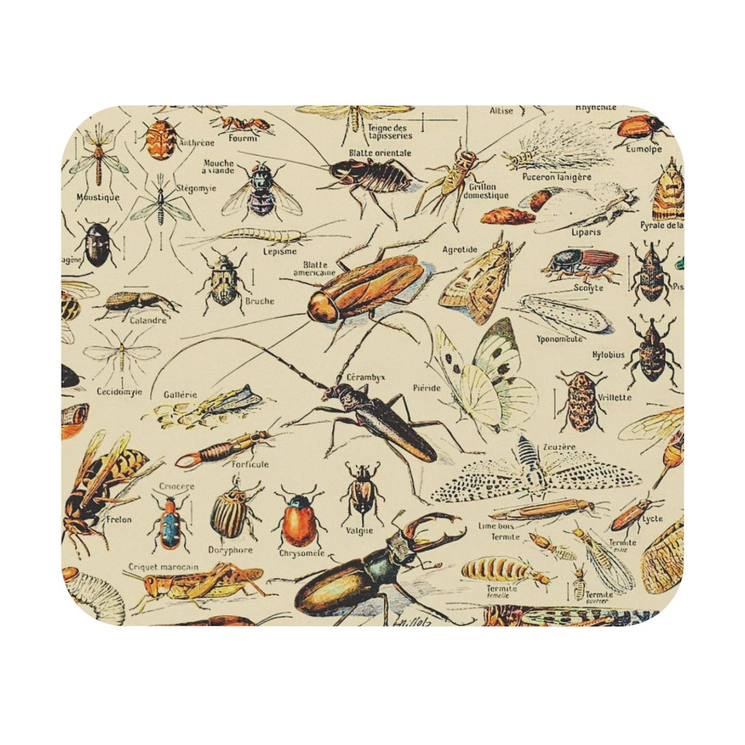 Insectes II by Adolphe Millot 1857-1921 Creepy Weird Bugs French ...