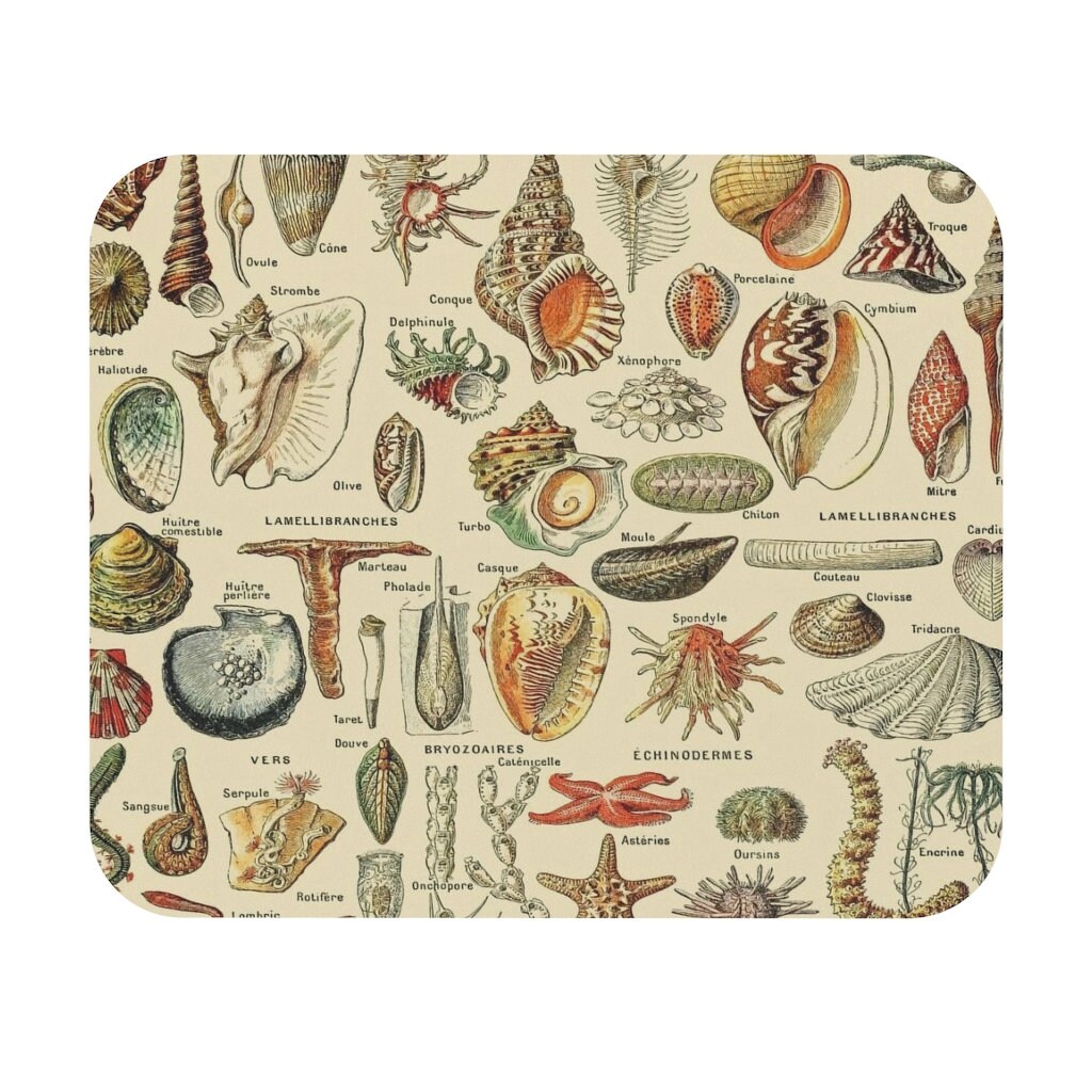 Mollusques by Adolphe Millot 1857-1921 Seashell Costal Beach - Etsy