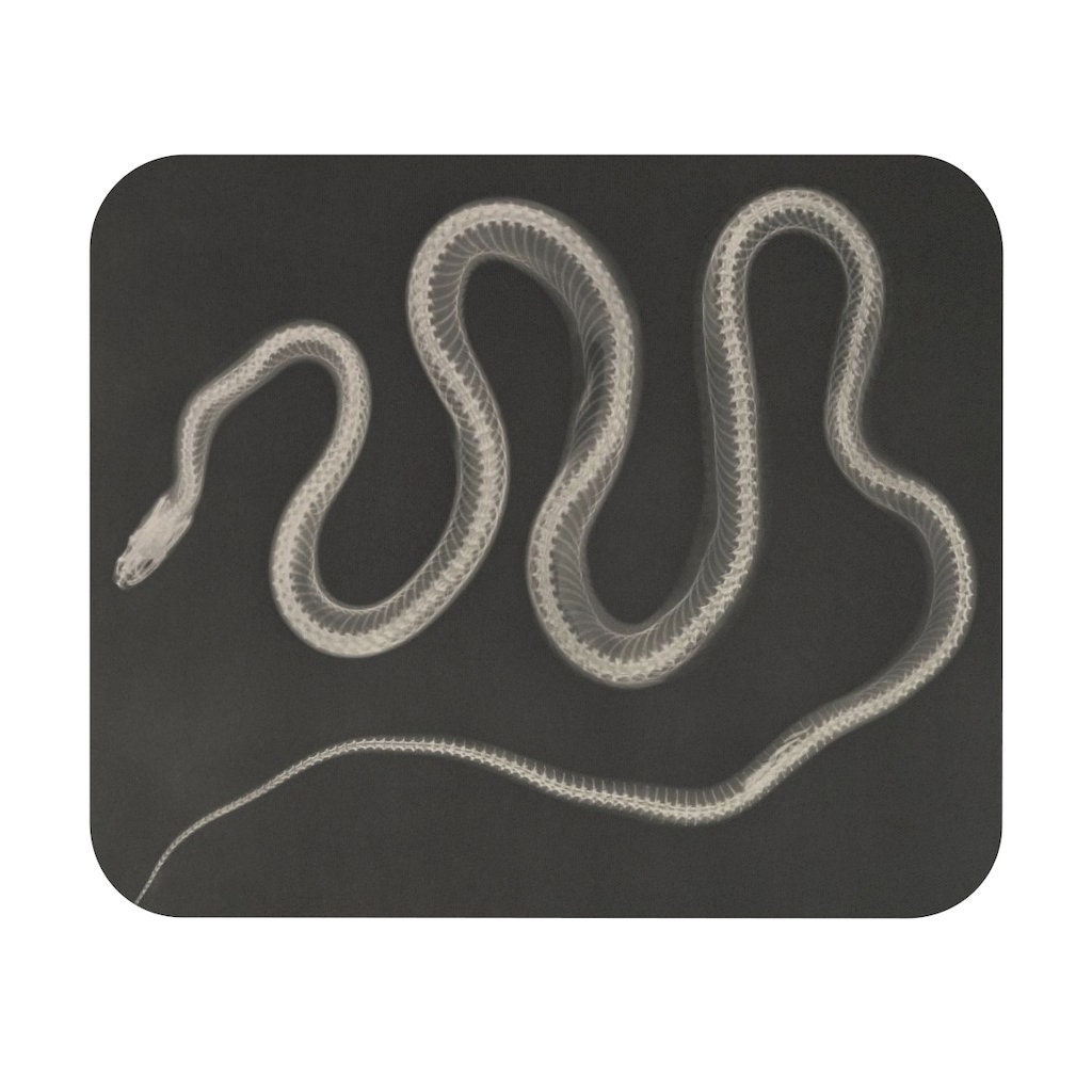 Aesculap Schlange X-ray of a Snake by Josef Maria Eder Dark - Etsy