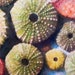 Original Art, Sea Urchin Painting, Realism, Expressionism, Sea ...