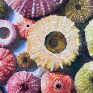 Original Art, Sea Urchin Painting, Realism, Expressionism, Sea ...