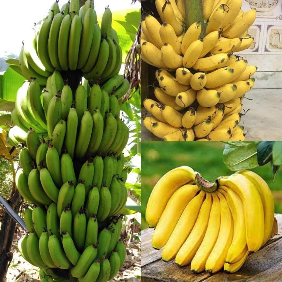 Musa Banana Plants Dwarf Cavendish Banana Tree Live Musa Banana Starter ...