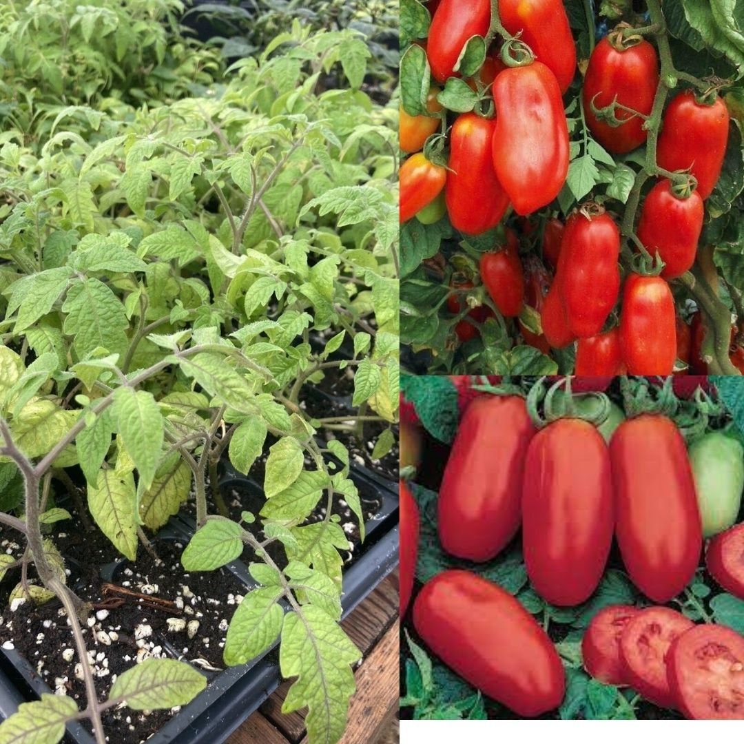 Lot of 3 Red Tomato Plants San Marzano Red Pear Shaped Tomato Live ...