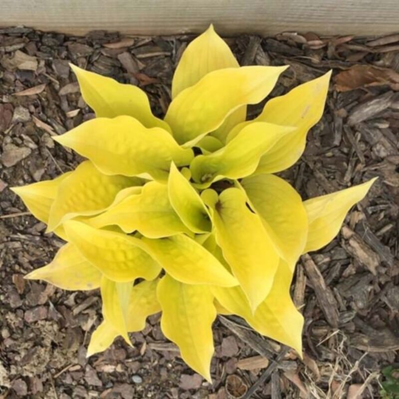 Red Hosta Plants - Etsy
