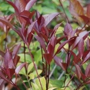 Apricot Echo Orange Tea Olive ( Osmanthus ) - Live Plant - Etsy