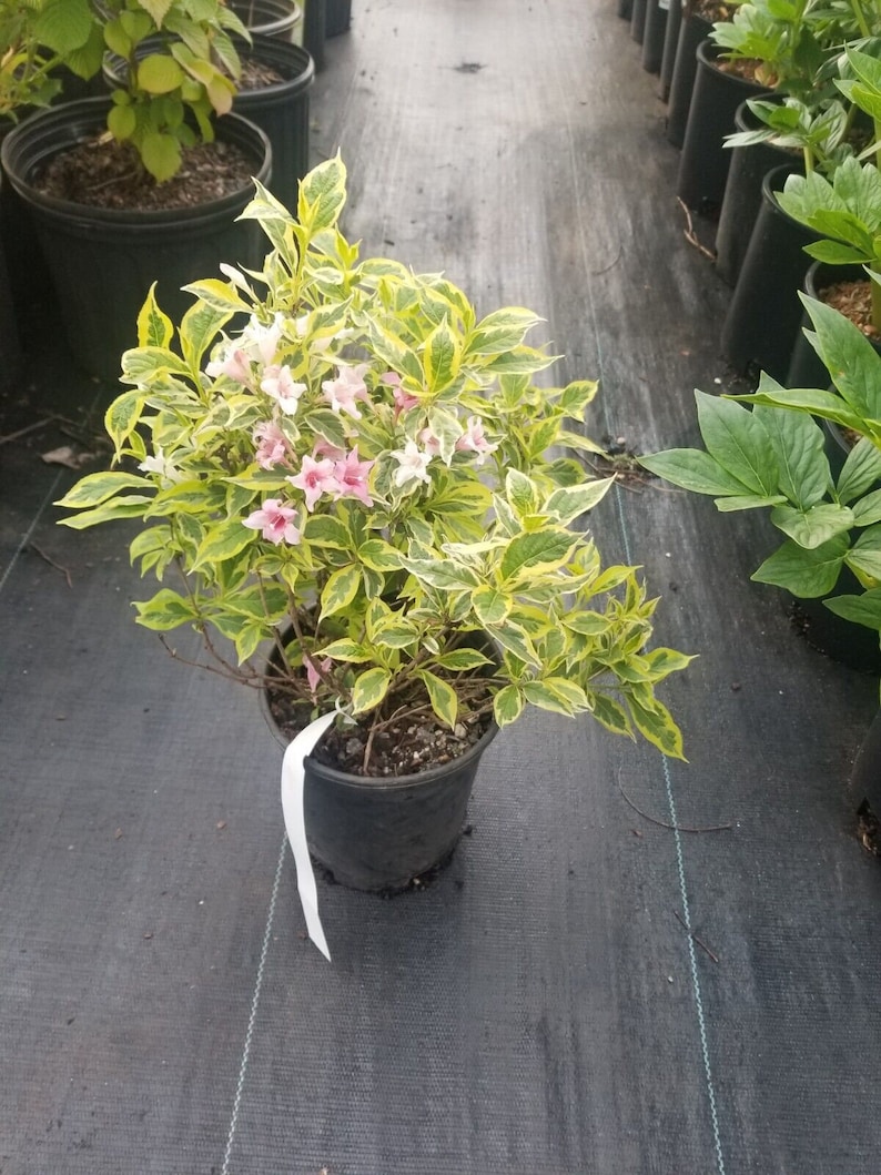 1 Gallom Container Variegated Weigela LIVE PLANT - Etsy
