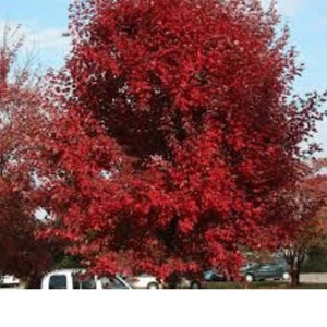 Red Maple Tree - Brandywine Maple -live Plant - 2.5” Tall Seedling Pot ...