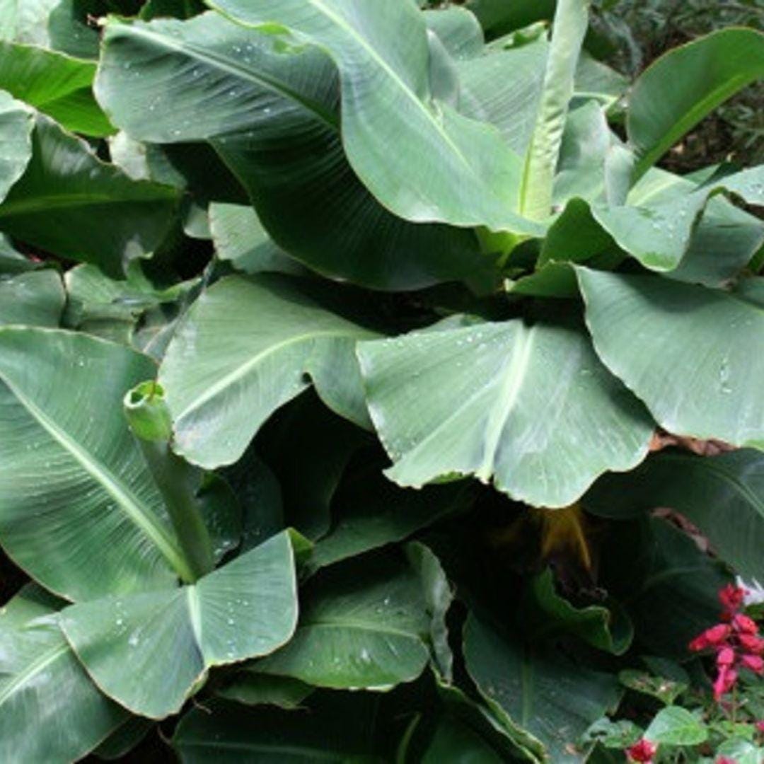 Musa Little Prince (banana) Plant - Small Rooted Starter Plant in Pot ...