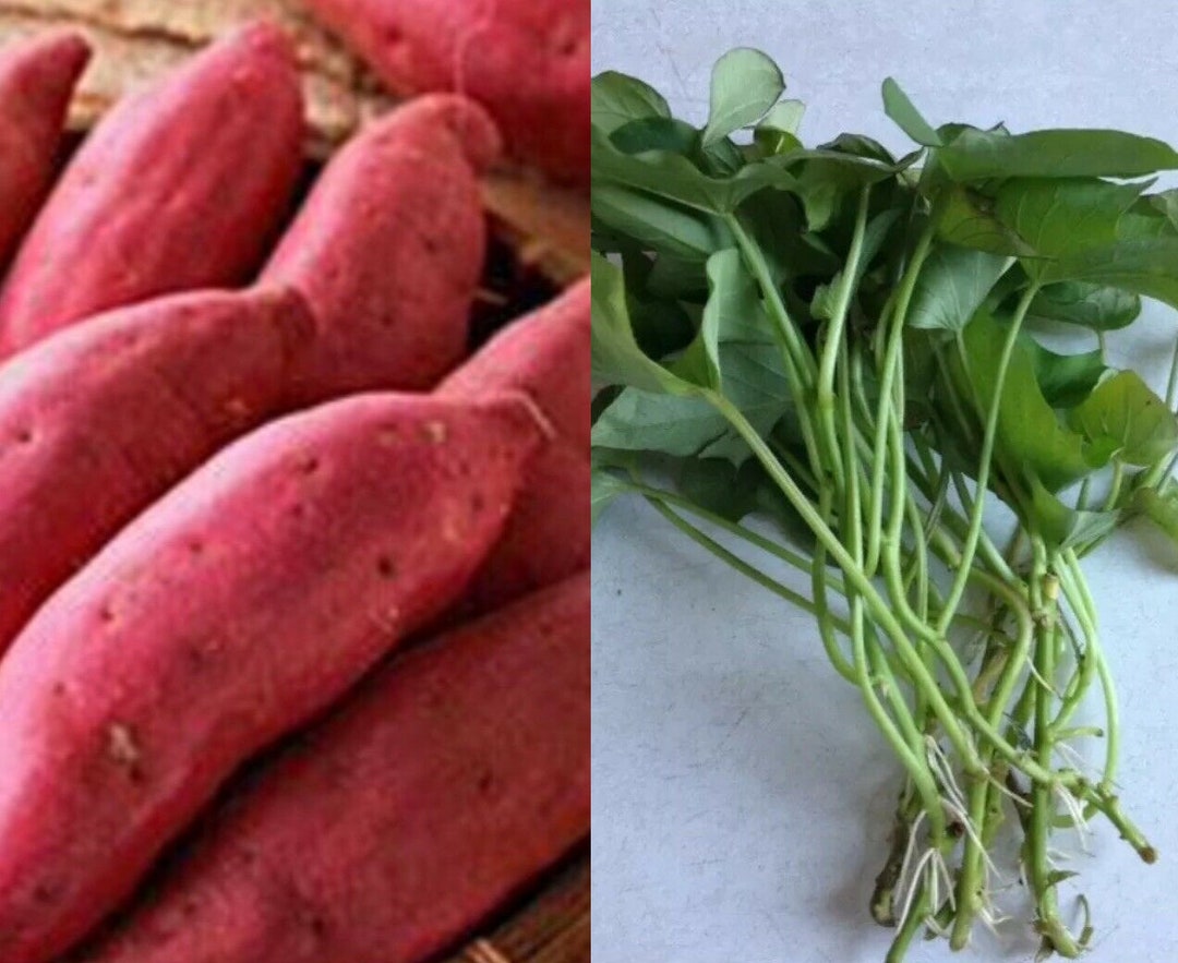 10 Sweet Potato Slips / Red Japanese - Organically Grown - Khoai Lang ...