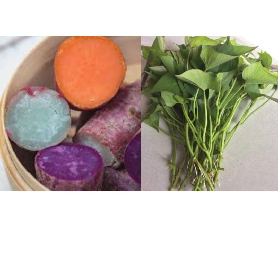 15 Slips Variety Sweet Potato Slips ( Purple + Red Skin White ...