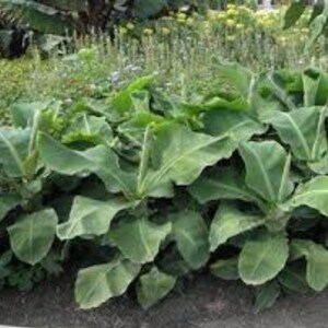 Musa Little Prince (banana) Plant - Small Rooted Starter Plant in Pot ...