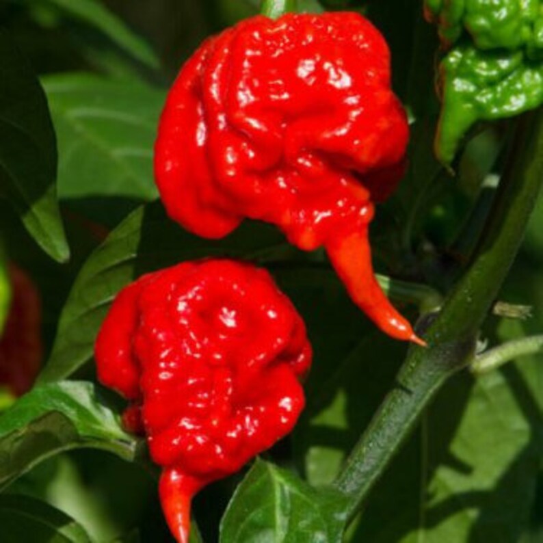 Lot of 3 Carolina Reaper Super Hot Pepper Live Plant (75+ Days Old ...