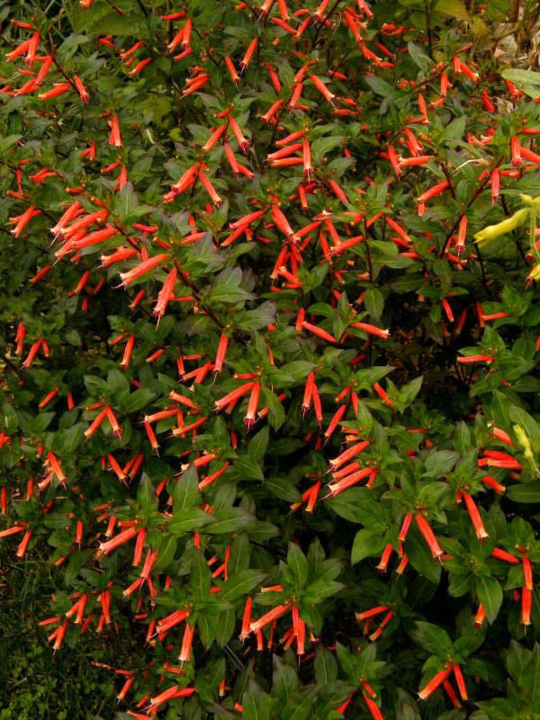 Red Cigar Plant - Cuphea Ignea Starter Plant in Pot - Etsy