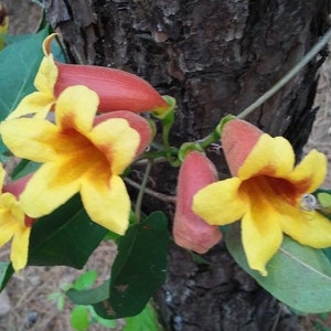 2 Yellow Tangerine Beauty Bignonia Crossvine Vines Plant - Bignonia ...