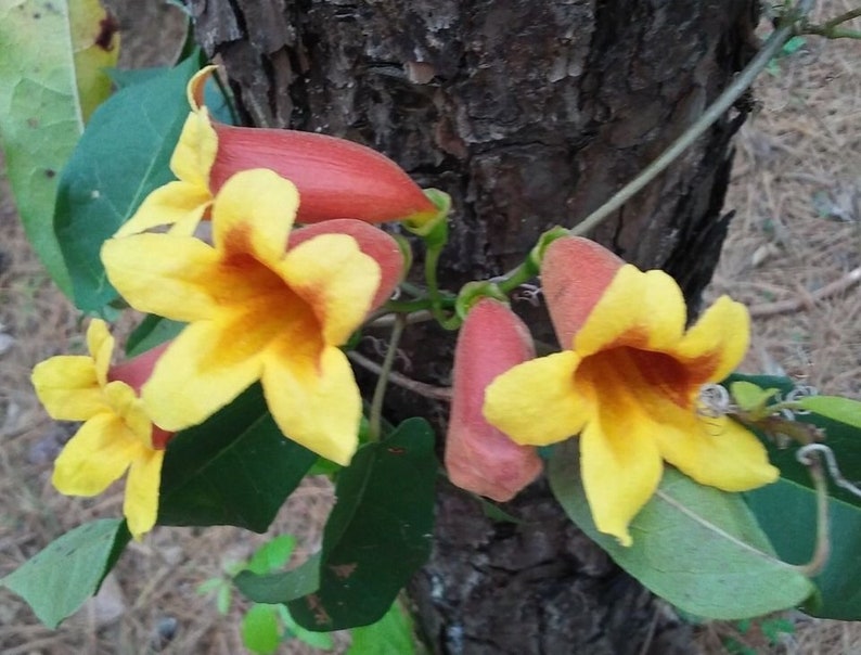 2 Yellow Tangerine Beauty Bignonia Crossvine Vines Plant - Bignonia ...
