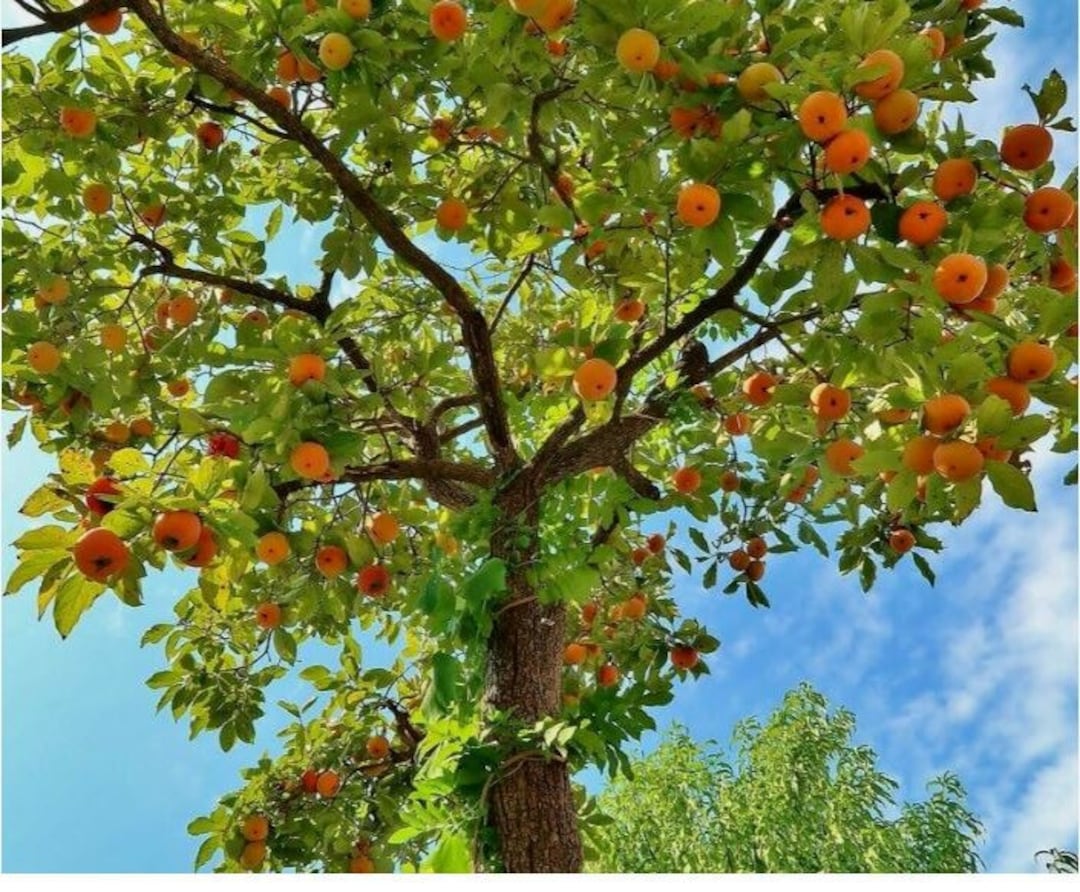 1 American Persimmon Tree - Live Plants - Sapling Seedling Diospyros ...