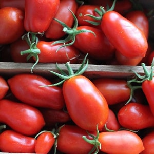 Lot of 3 Red Tomato Plants San Marzano Red Pear Shaped Tomato Live ...