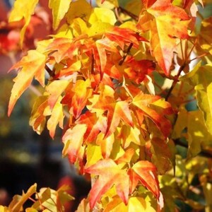 Red Maple Tree - Trident Maple -live Plant - Ship in Pot 4" to 6" Tall ...