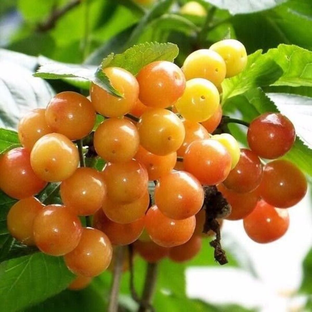 Yellow Cherry Tree - Jamaican Cherry Tree Muntingia Calabura - Starter ...