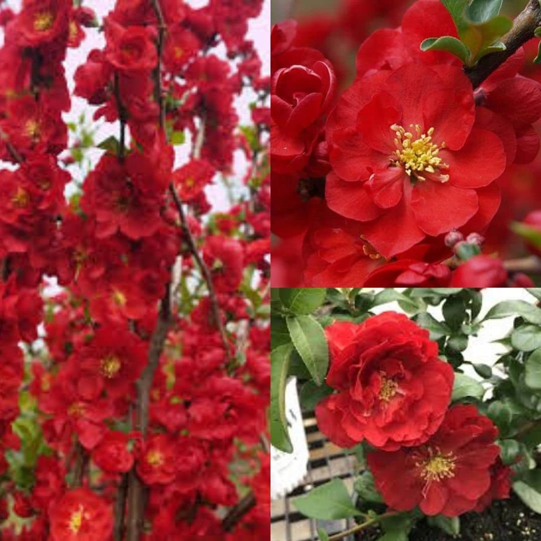 Red Chaenomeles Scarlet Storm Plant - Double Take - Flowering Quince ...