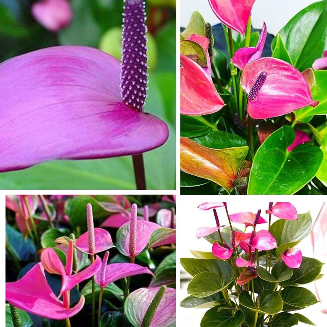 1 Purple Anthurium Plant - Small Plant - Exotic Tropical Houseplant ...
