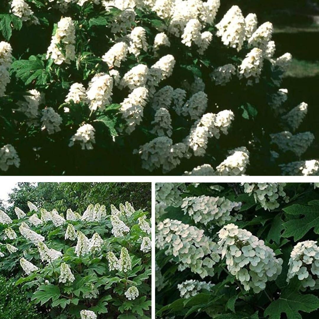 Oak Leaf Hydrangea Plant, Hydrangea Quercifolia Ship in Pot 5" to 10 ...