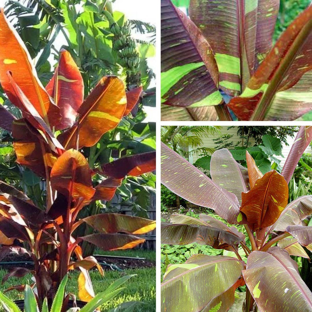 Rare Musa Siam Ruby Plant- Live Banana Plant Ship in Pot 3" to 6" Tall ...